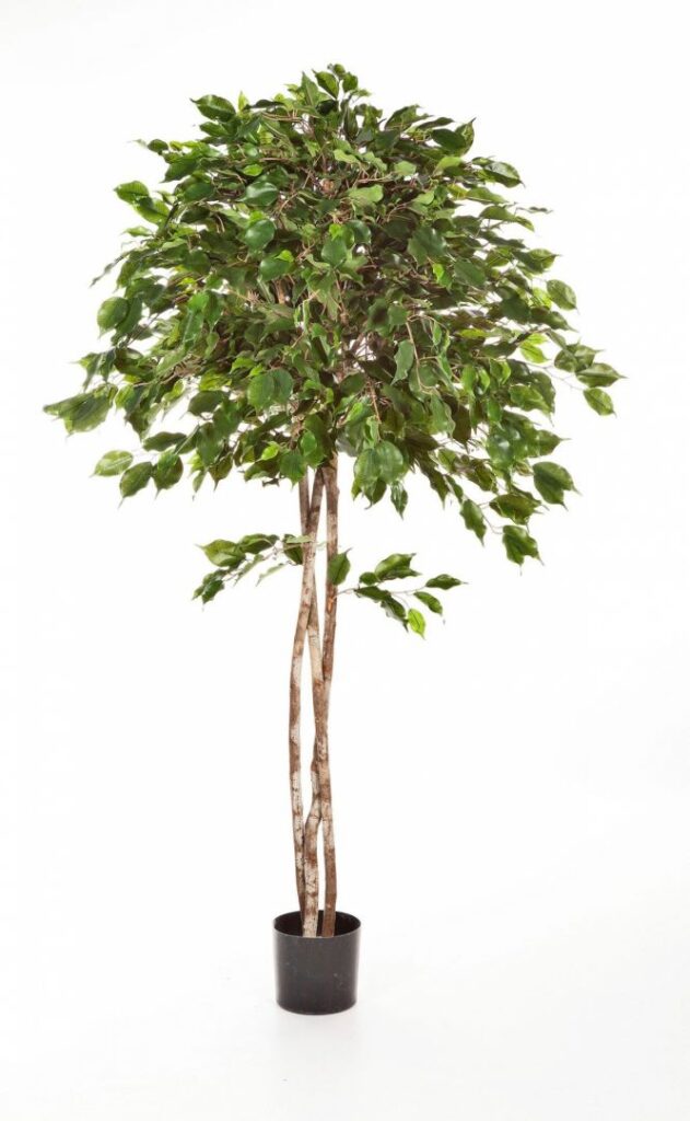 Ficus exotica umbrella - Living Walls.